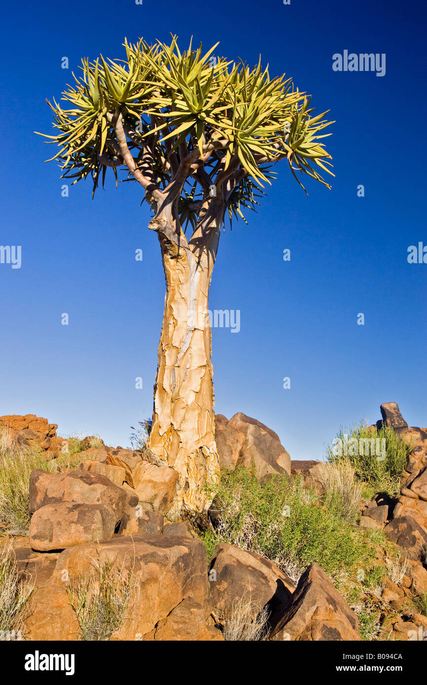 Koecherbaeume hi-res stock photography and images - Alamy