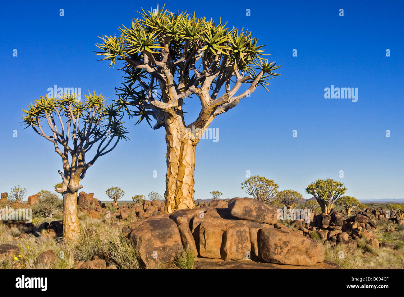 Front square hi-res stock photography and images - Alamy