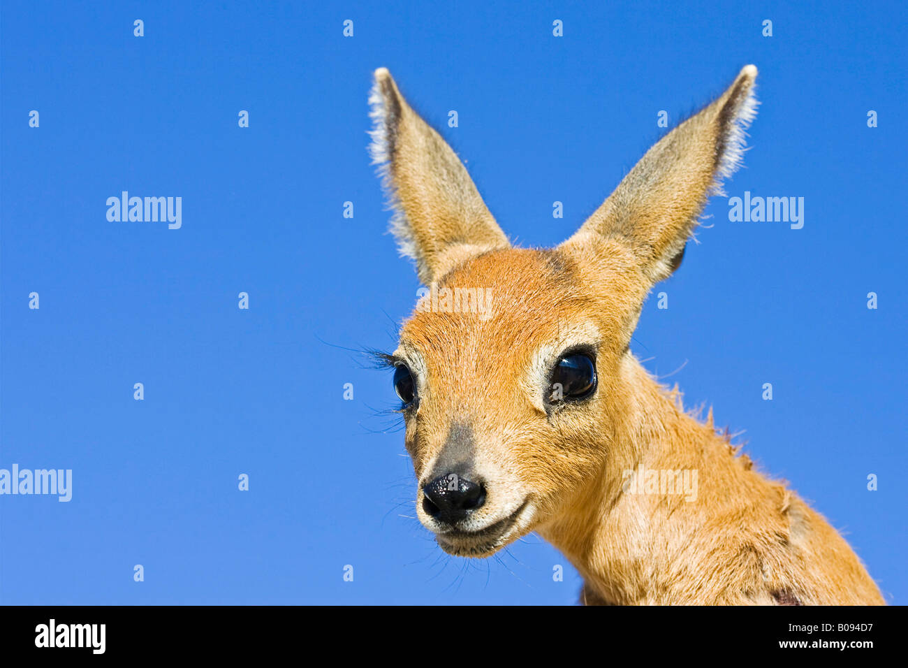 Steinbuck High Resolution Stock Photography and Images - Alamy