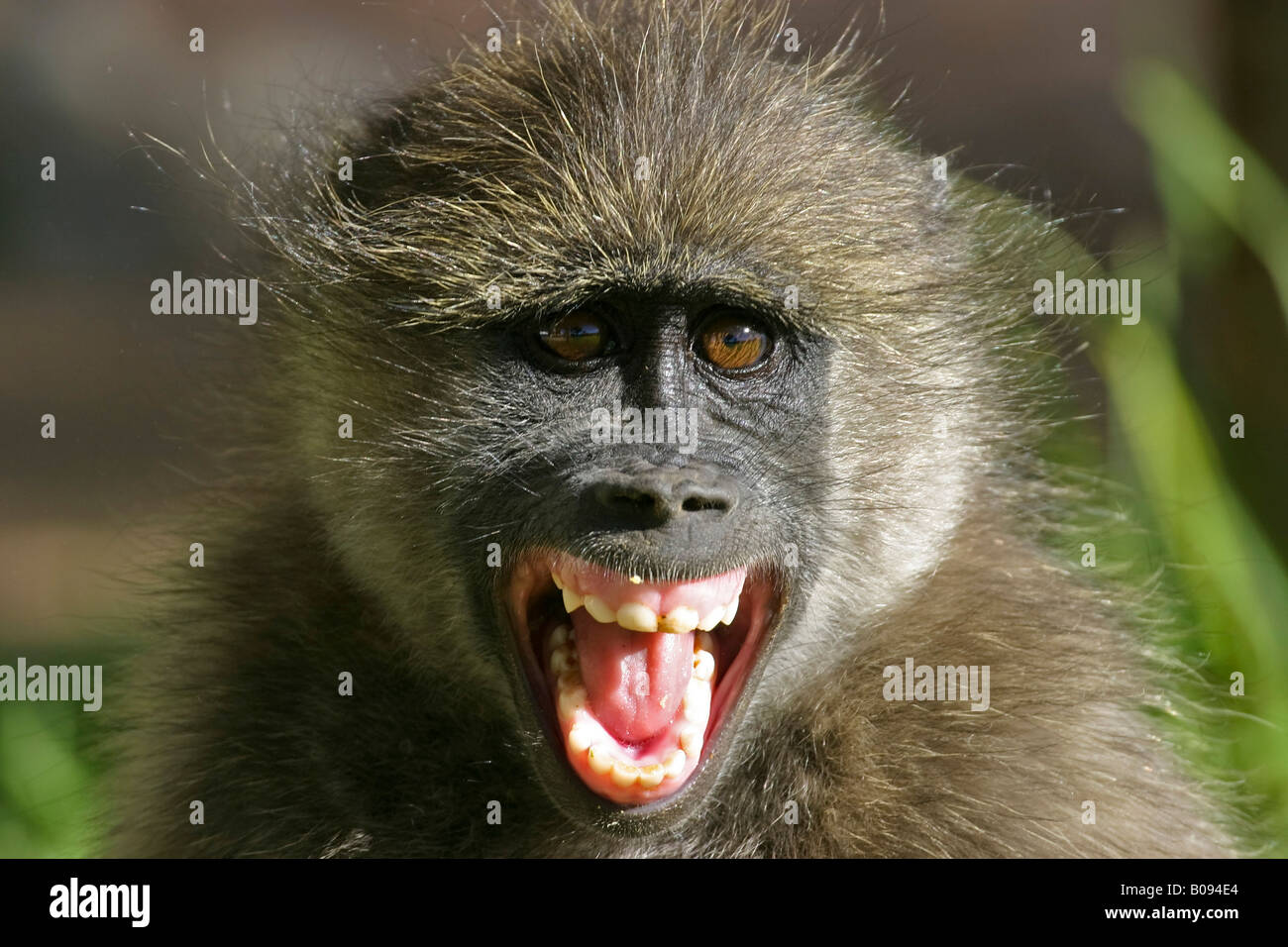 Monkeys showing teeth hi-res stock photography and images - Alamy