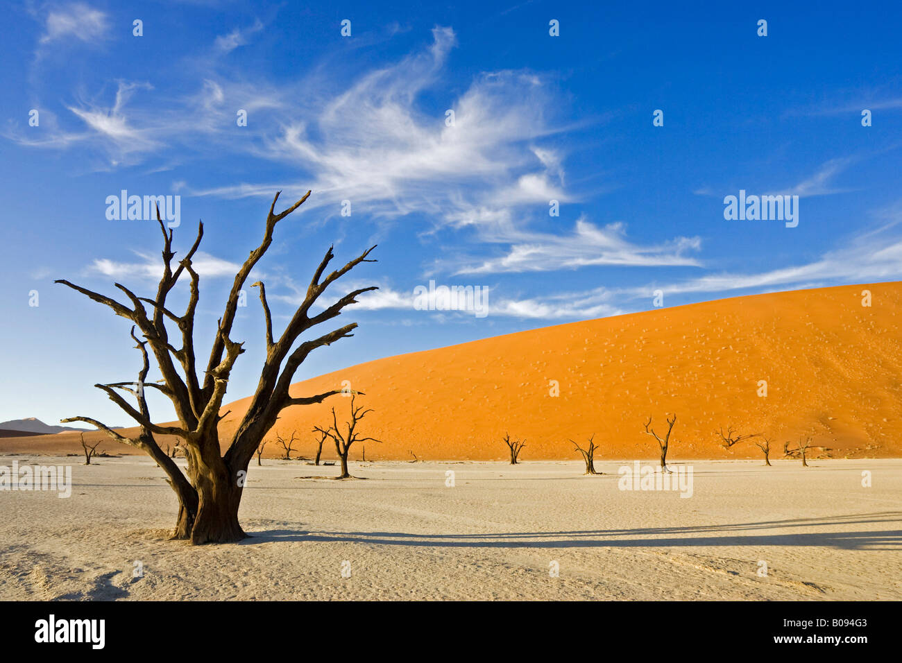 Dead trees in Deadvlei still reaching from dry white clay pan before ...