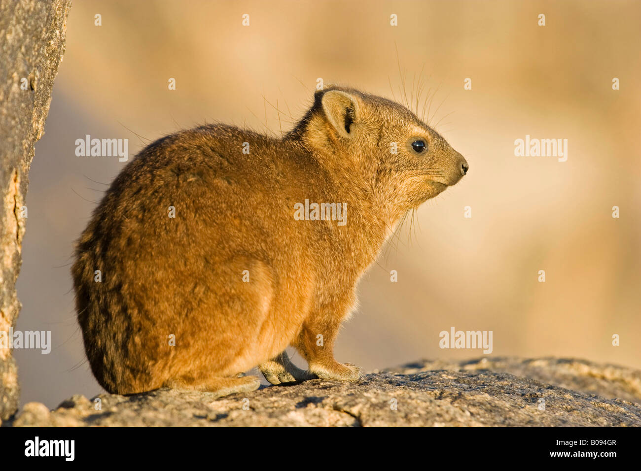 Dassie on rock hi-res stock photography and images - Alamy