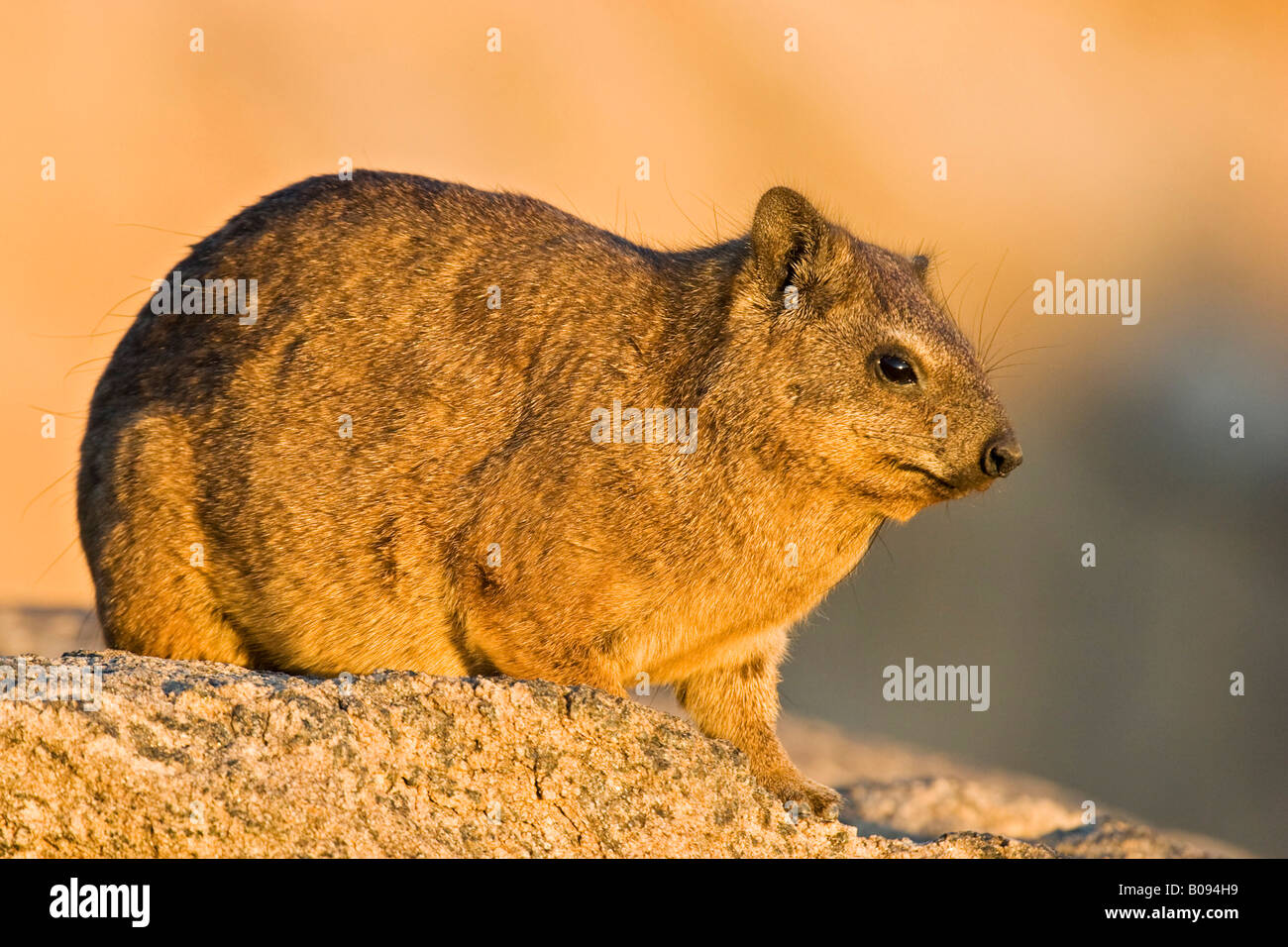 Afrika rock dassies hi-res stock photography and images - Alamy