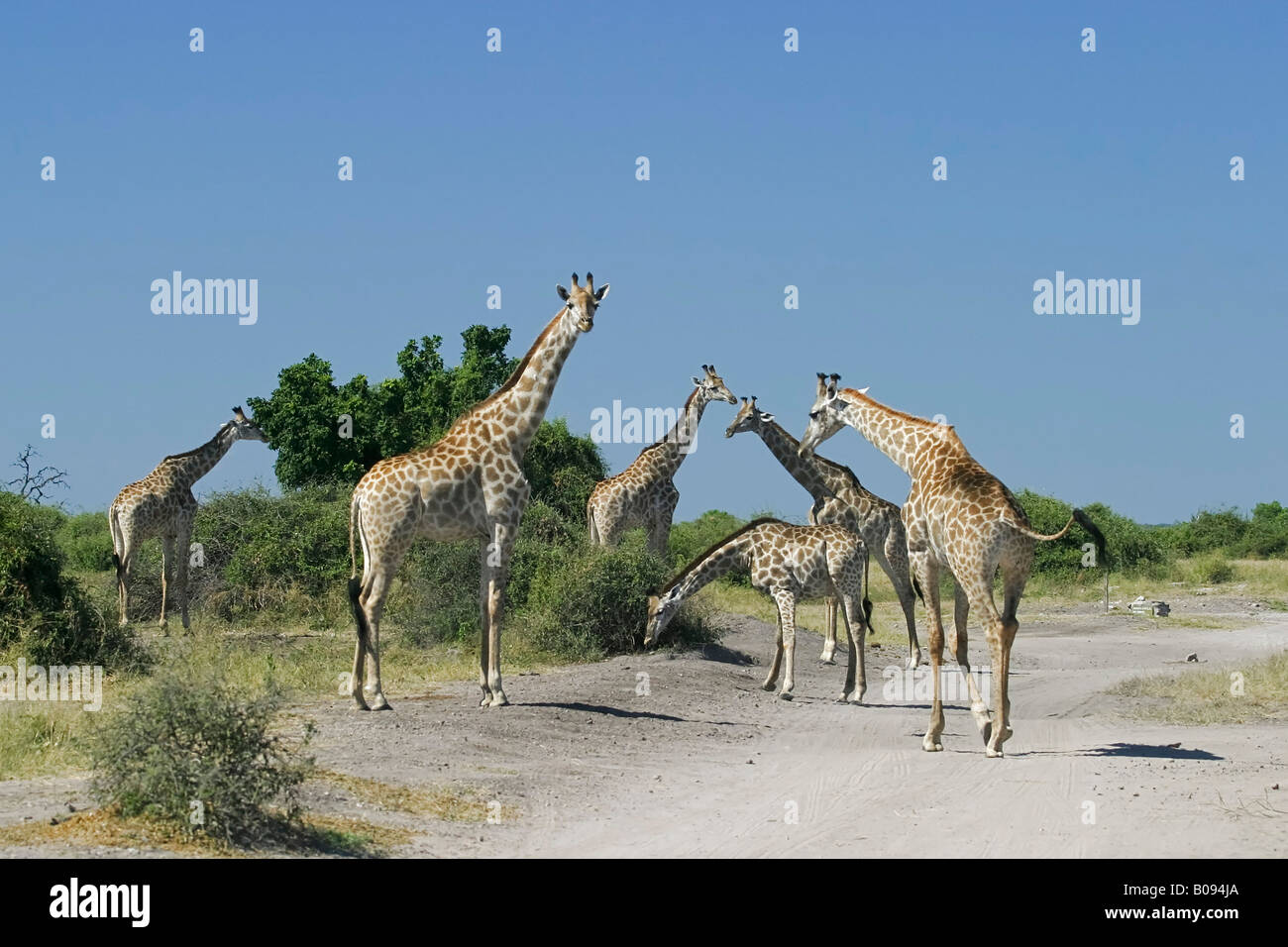Whole body giraffe hi-res stock photography and images - Alamy