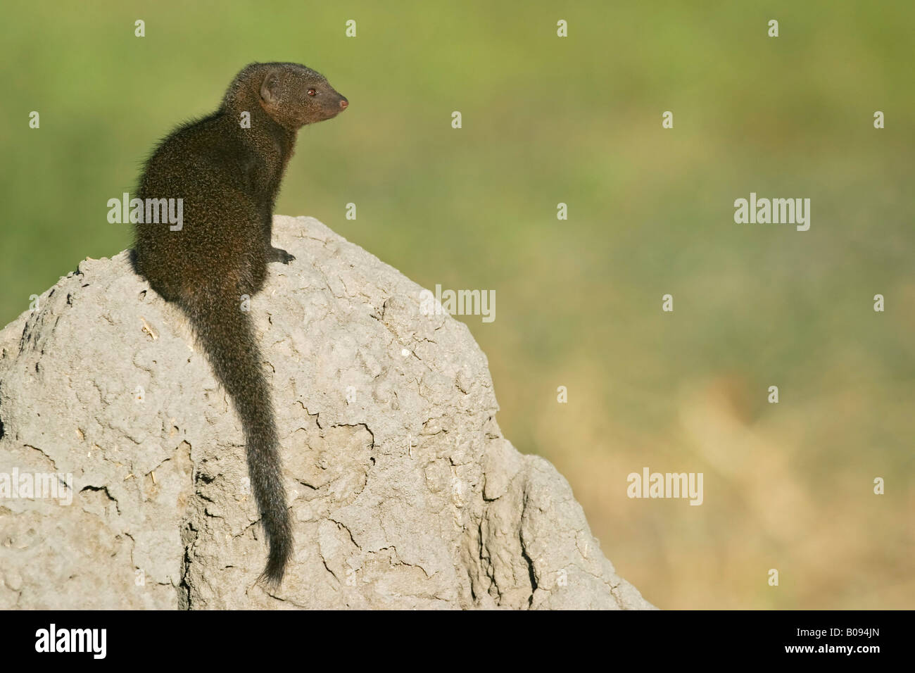 Common Dwarf Mongoose (Helogale parvula) standing on a termite hill ...