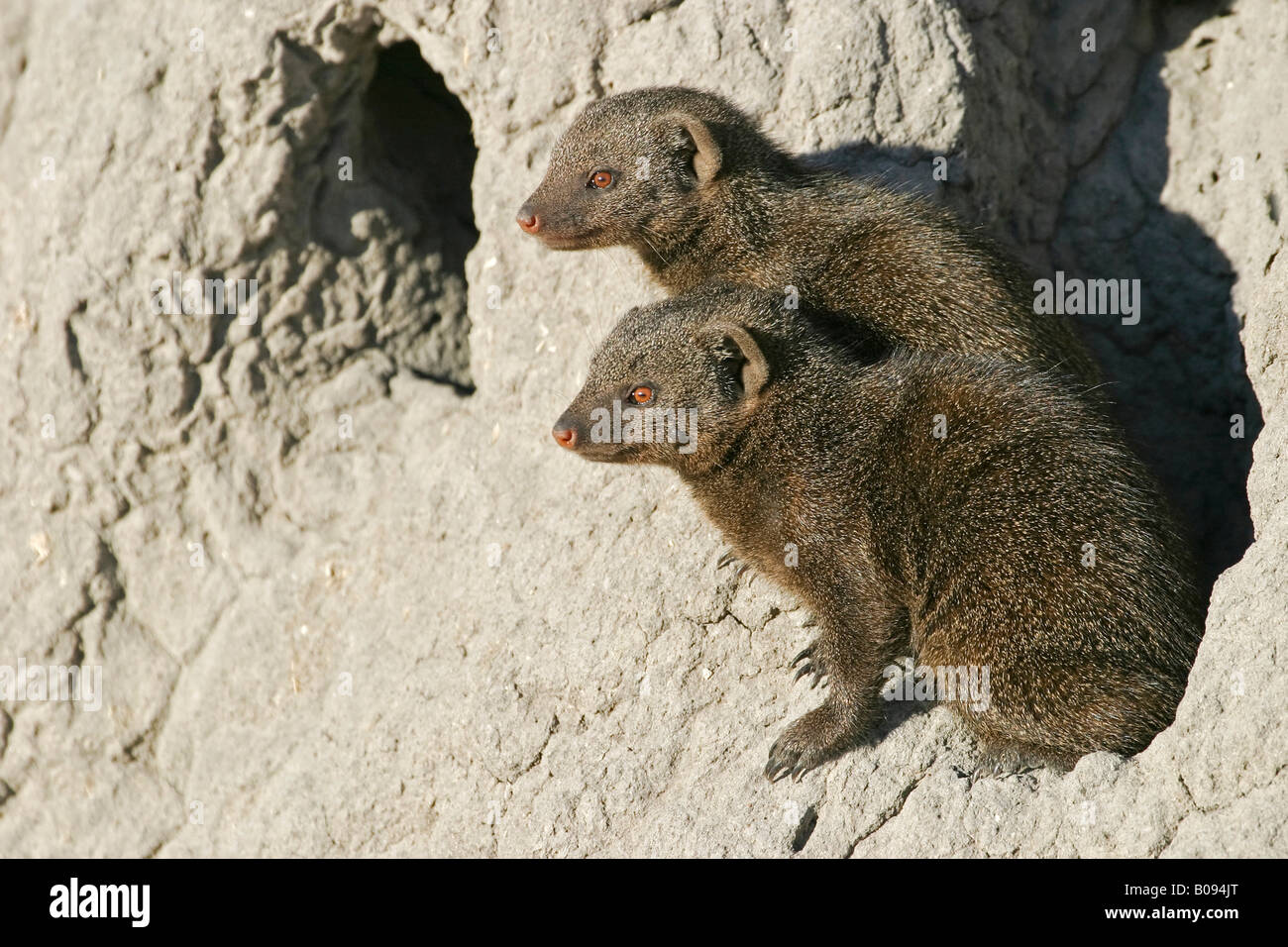 Common Dwarf Mongooses (Helogale parvula) standing on a termite hill ...