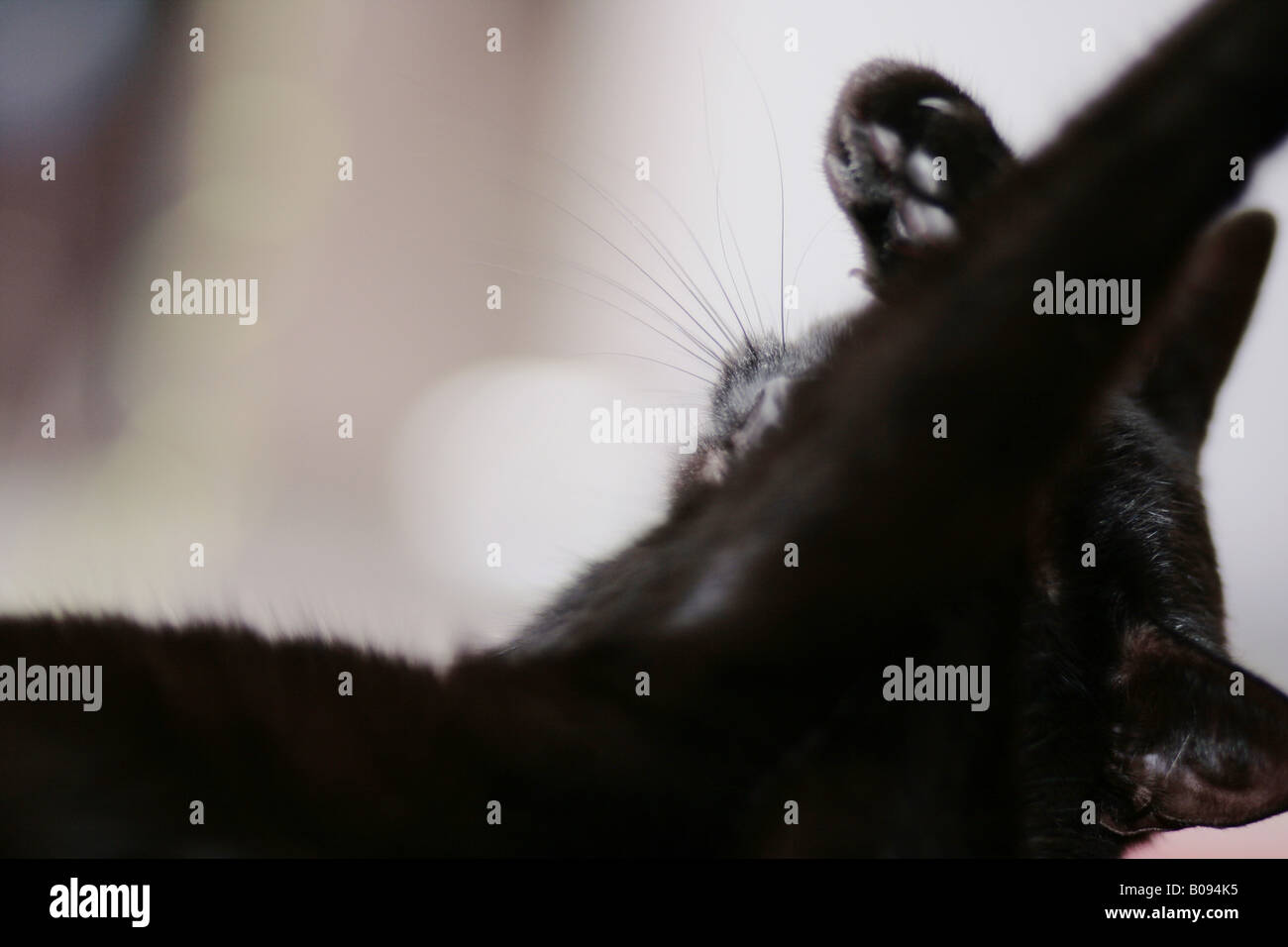 domestic cat, house cat (Felis silvestris f. catus), portrait of a ...