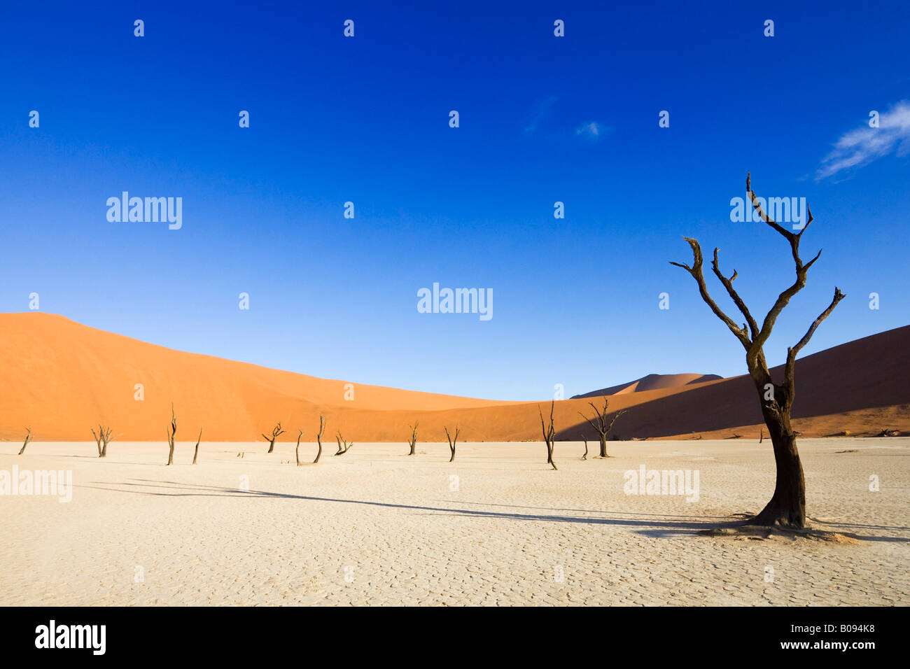 Dead trees on a dried up clay pan in Deadvlei, Namib Desert, Namibia ...