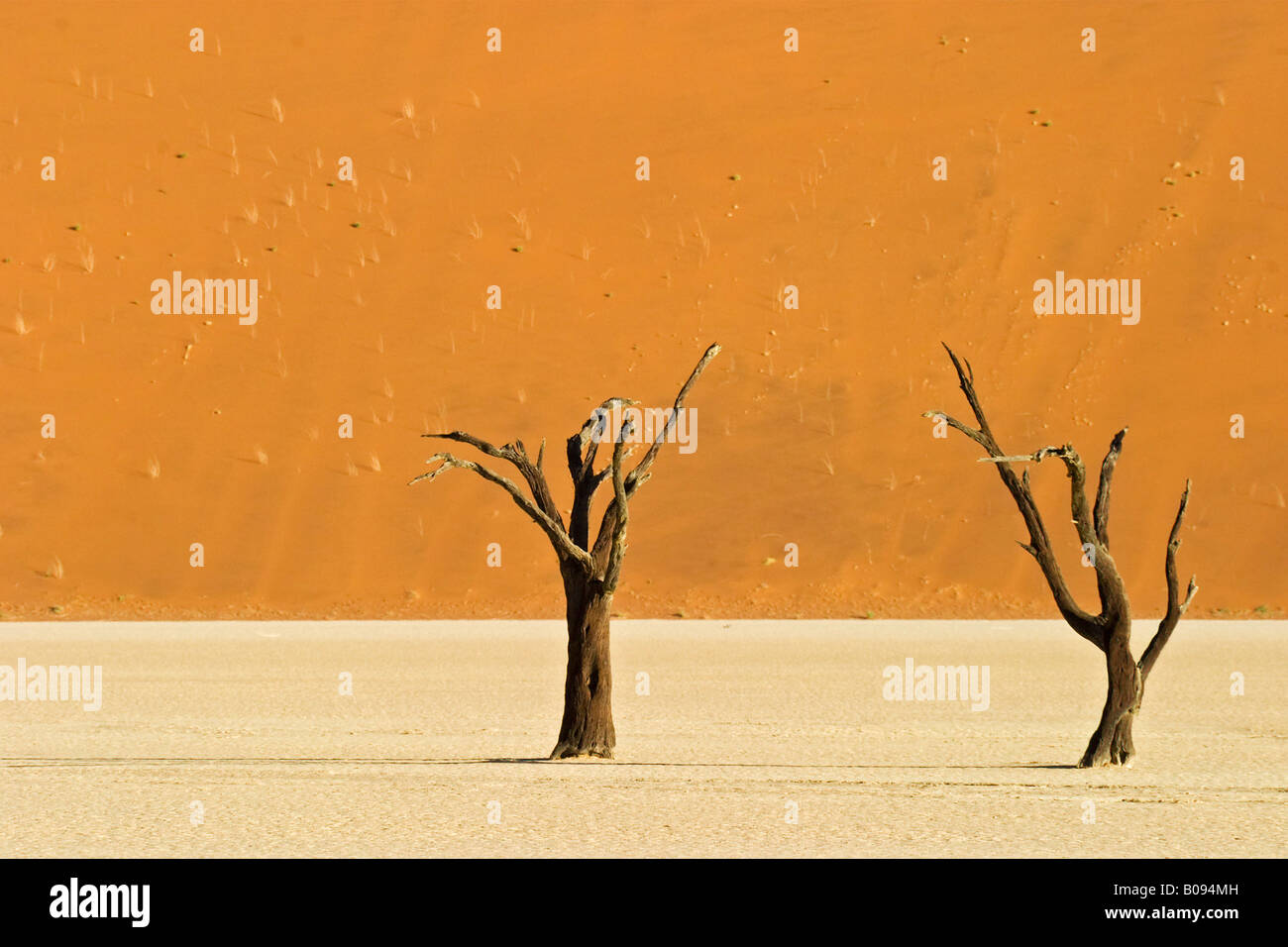 Dead trees on a dried up clay pan in Deadvlei, Namib Desert, Namibia ...