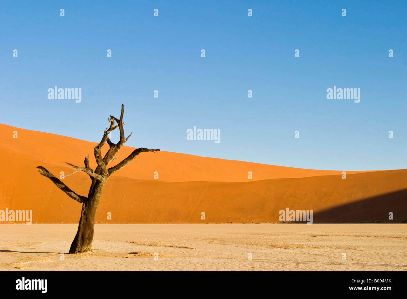Dead tree on a dried up clay pan in Deadvlei, Namib Desert, Namibia ...