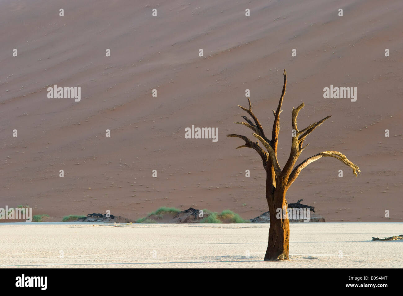 Dead tree on a dried up clay pan in Deadvlei, Namib Desert, Namibia ...