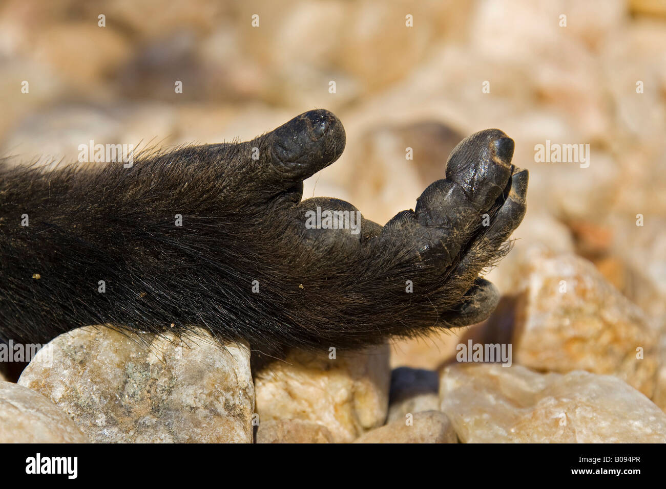 Baboon hand hi-res stock photography and images - Alamy