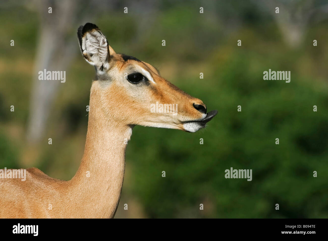 Impala side view face hi-res stock photography and images - Alamy