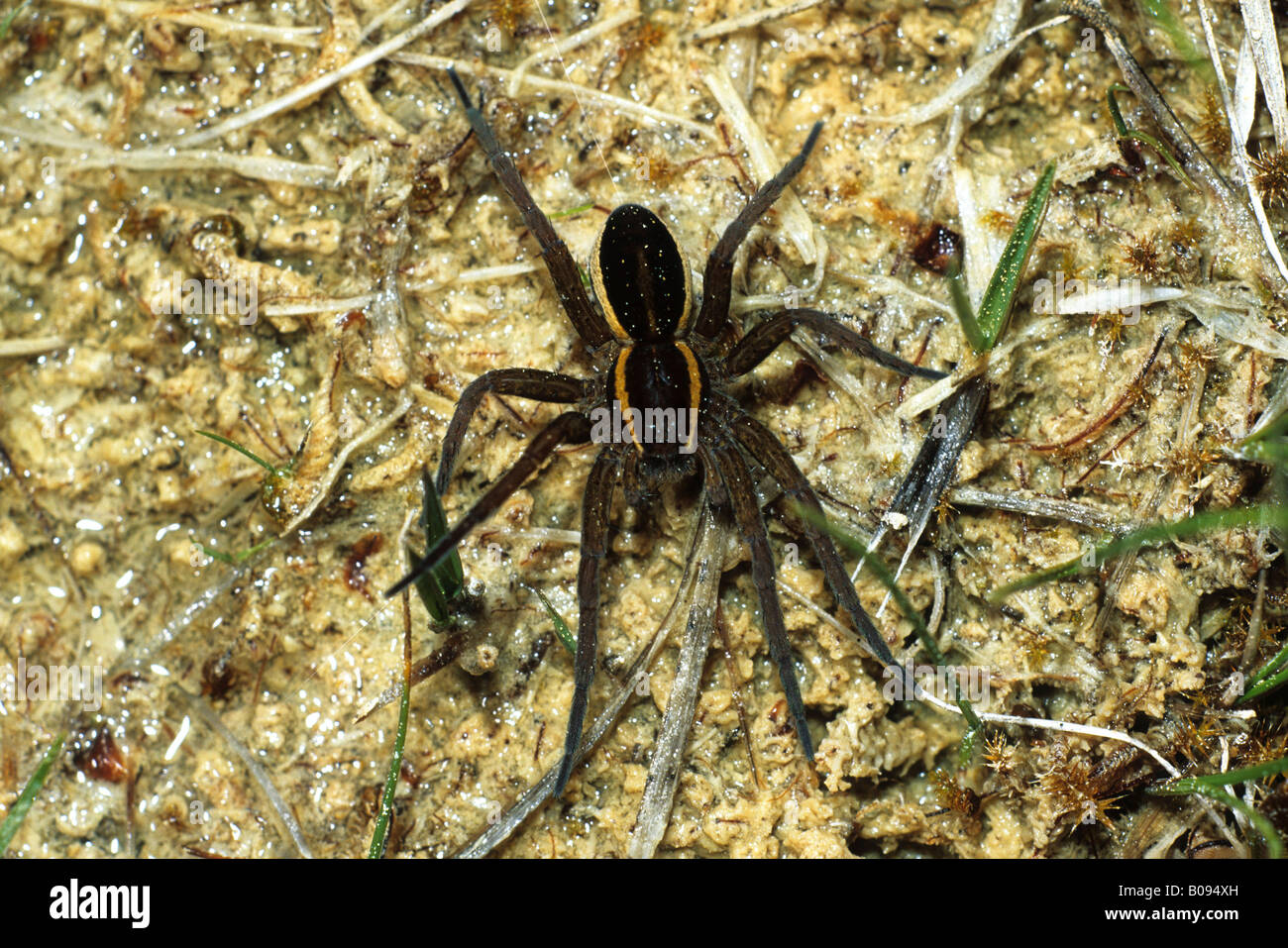 Raft spider hi-res stock photography and images - Alamy