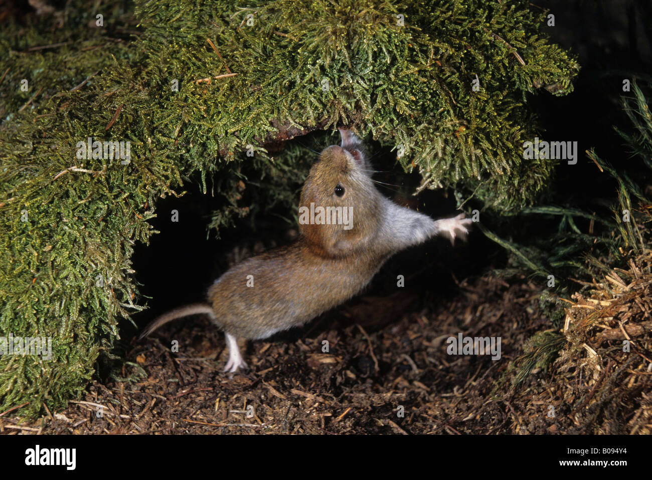 Bank Vole (Clethrionomys glareolus Stock Photo - Alamy