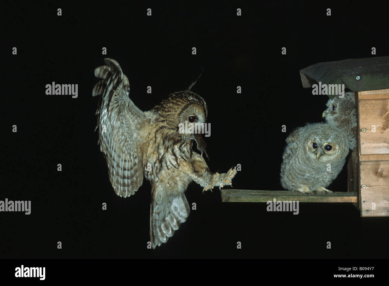 Tawny owl flying prey hi-res stock photography and images - Alamy