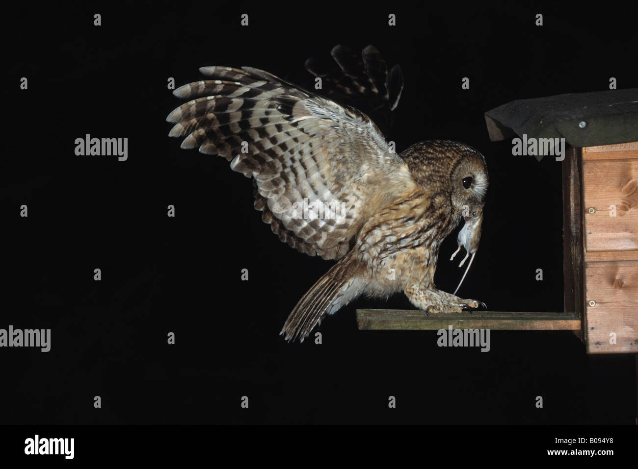 Owl catching prey night hi-res stock photography and images - Alamy