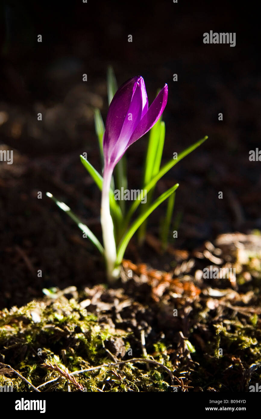 Nighttime blooms hi-res stock photography and images - Alamy