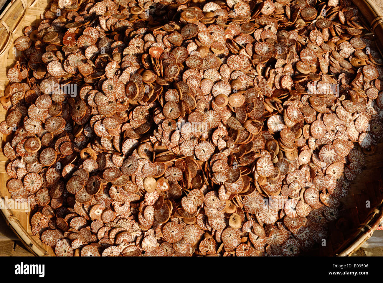 Sliced betel nuts at a market in Myanmar (Birma), Southeast Asia Stock ...