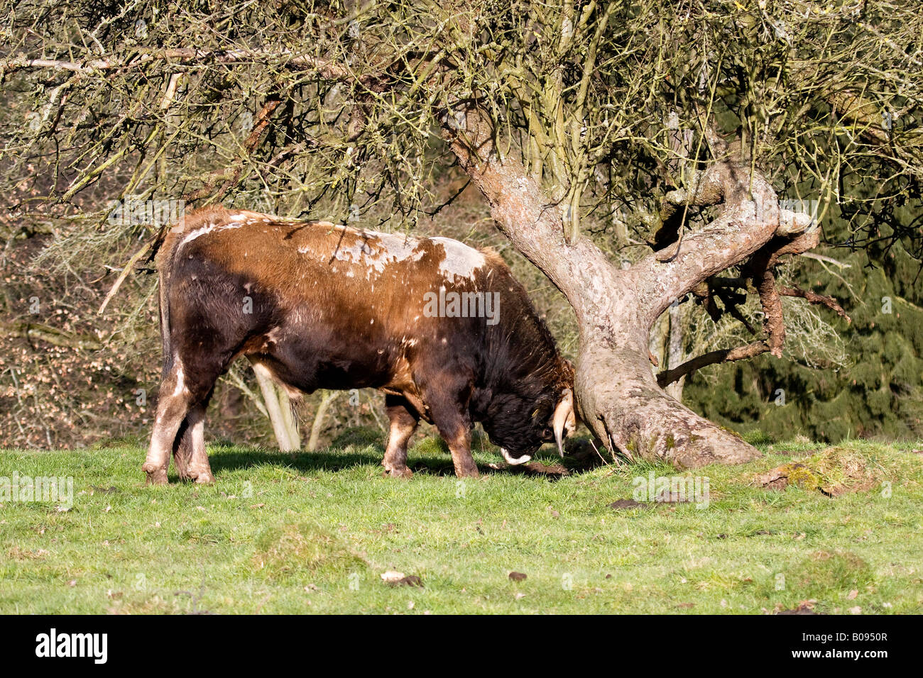 Highland Cattle (Bos Stock Photo - Alamy