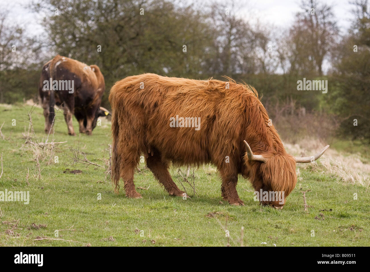 Highland cow eats hi-res stock photography and images - Alamy