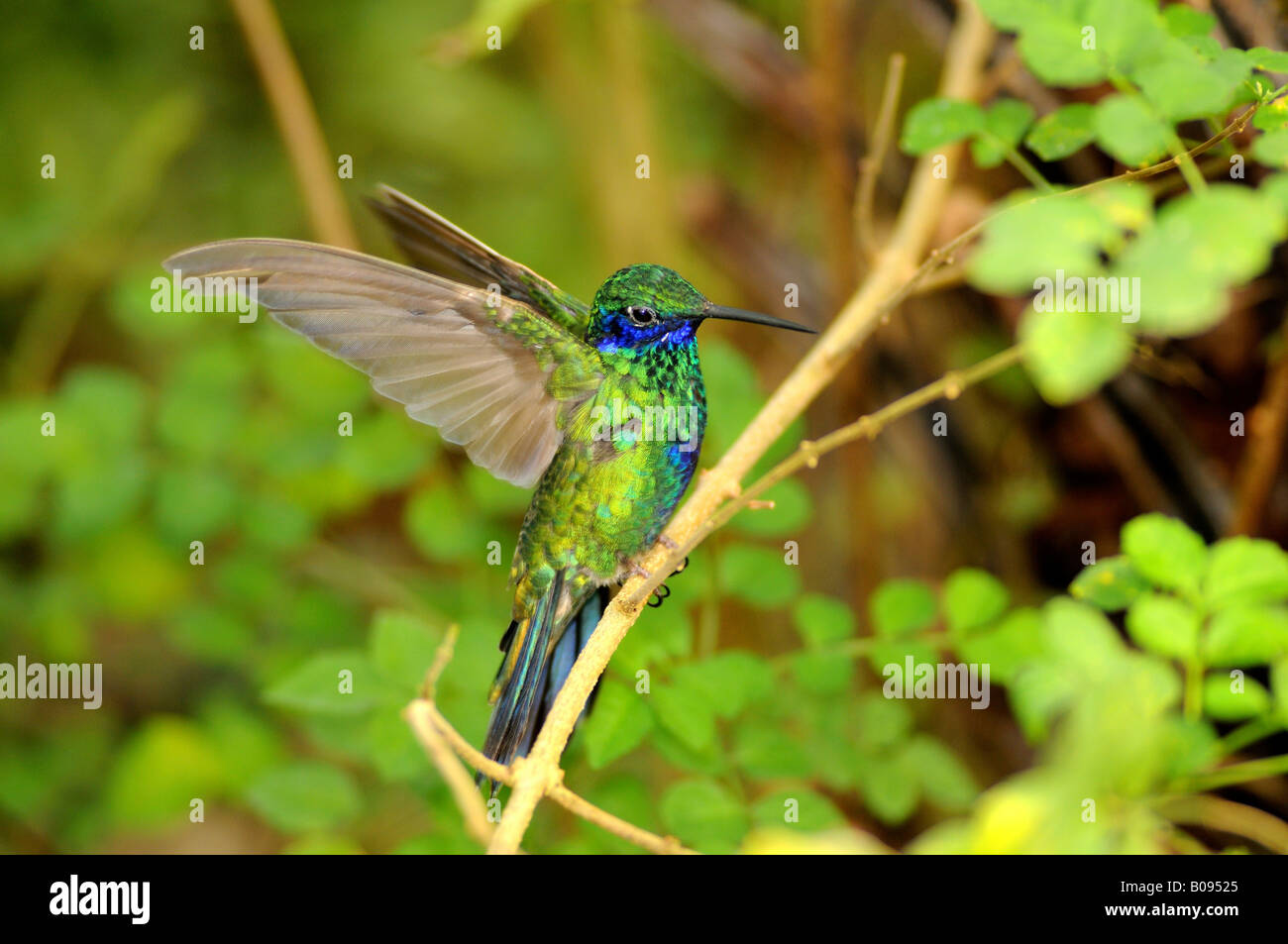 Colibri photos hi-res stock photography and images - Alamy