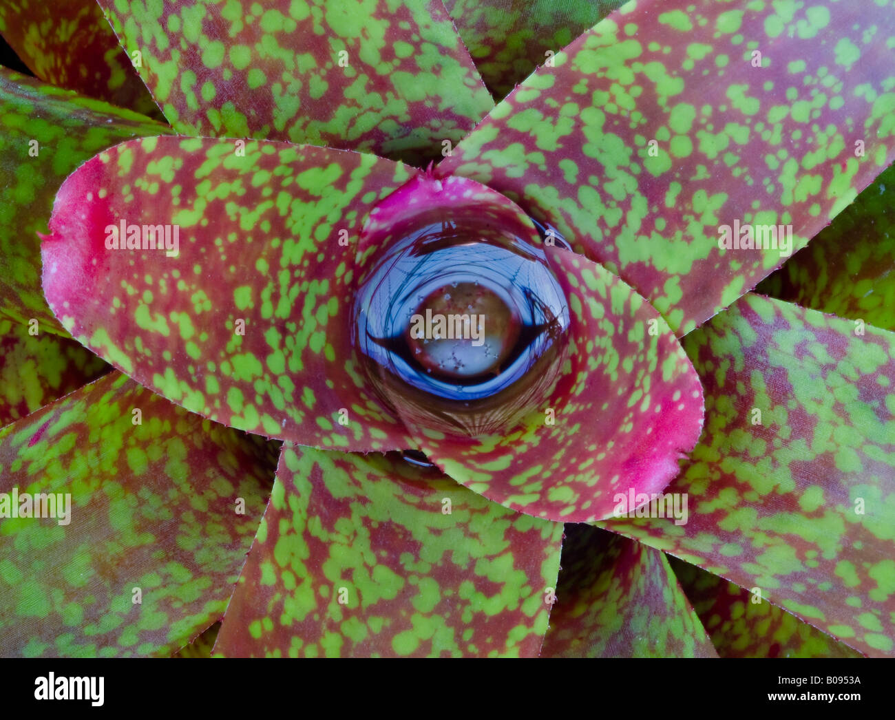 Bromeliad hi-res stock photography and images - Alamy