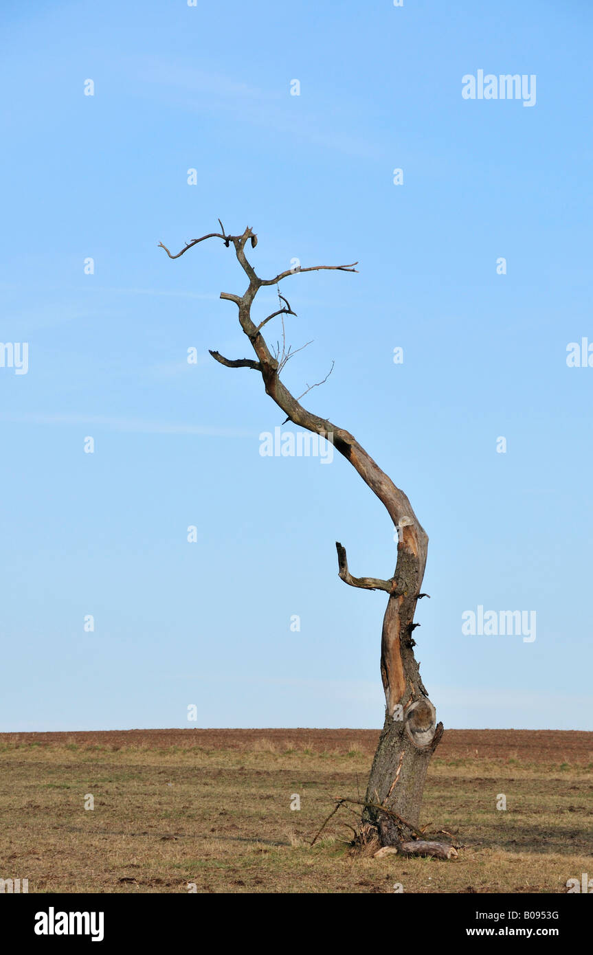 Verkrueppeltes hi-res stock photography and images - Alamy