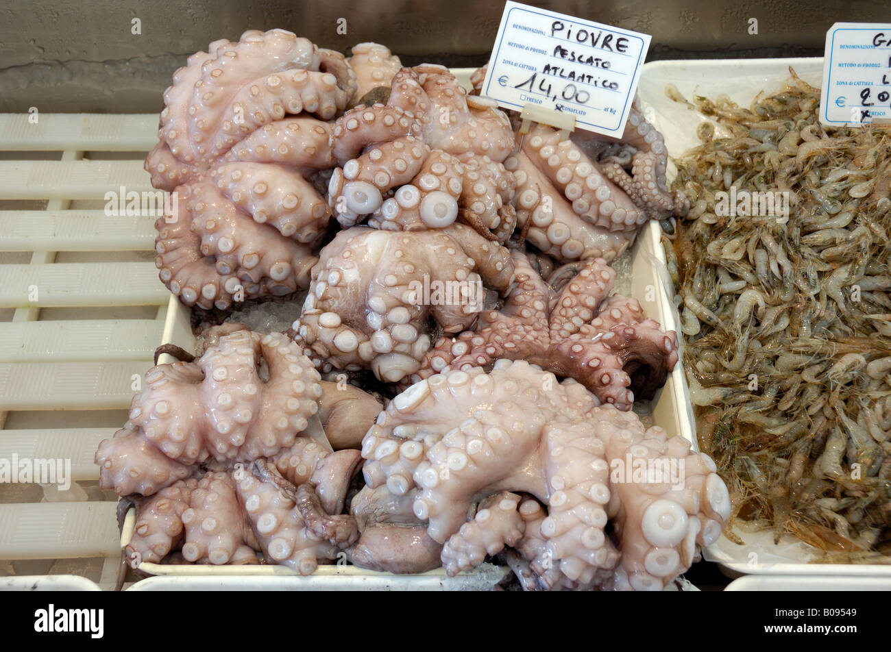 Fresh seafood (octopus) in a refrigerated counter, Caorle, Venezia ...