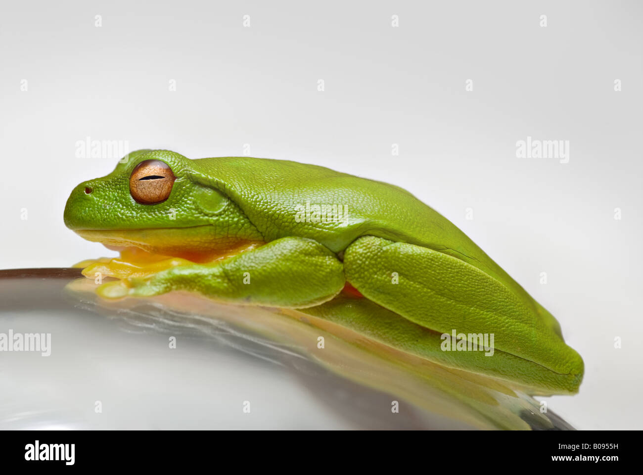 a beautiful green tree frog litoria caerula on a glass Stock Photo - Alamy