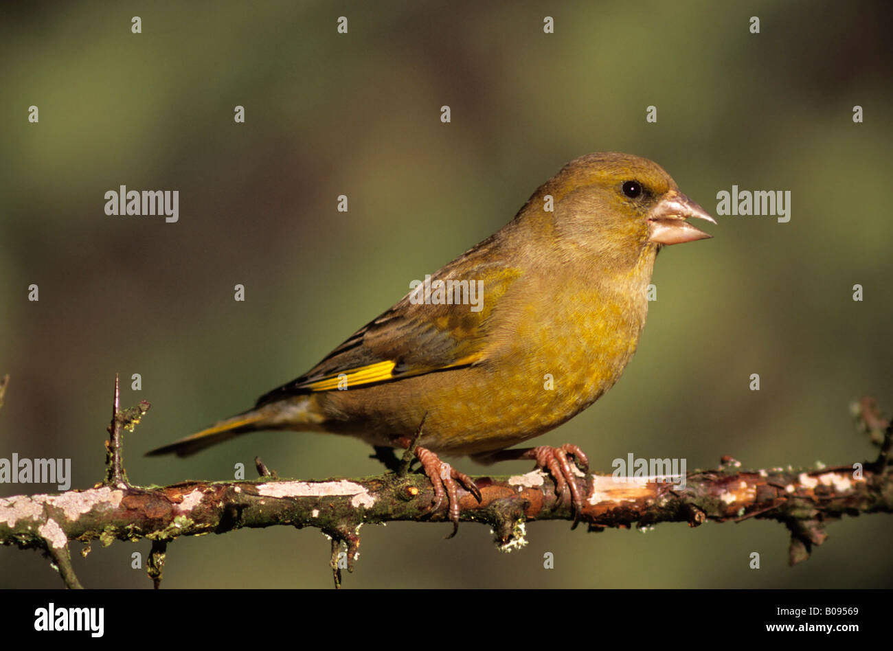 Finch family hi-res stock photography and images - Alamy