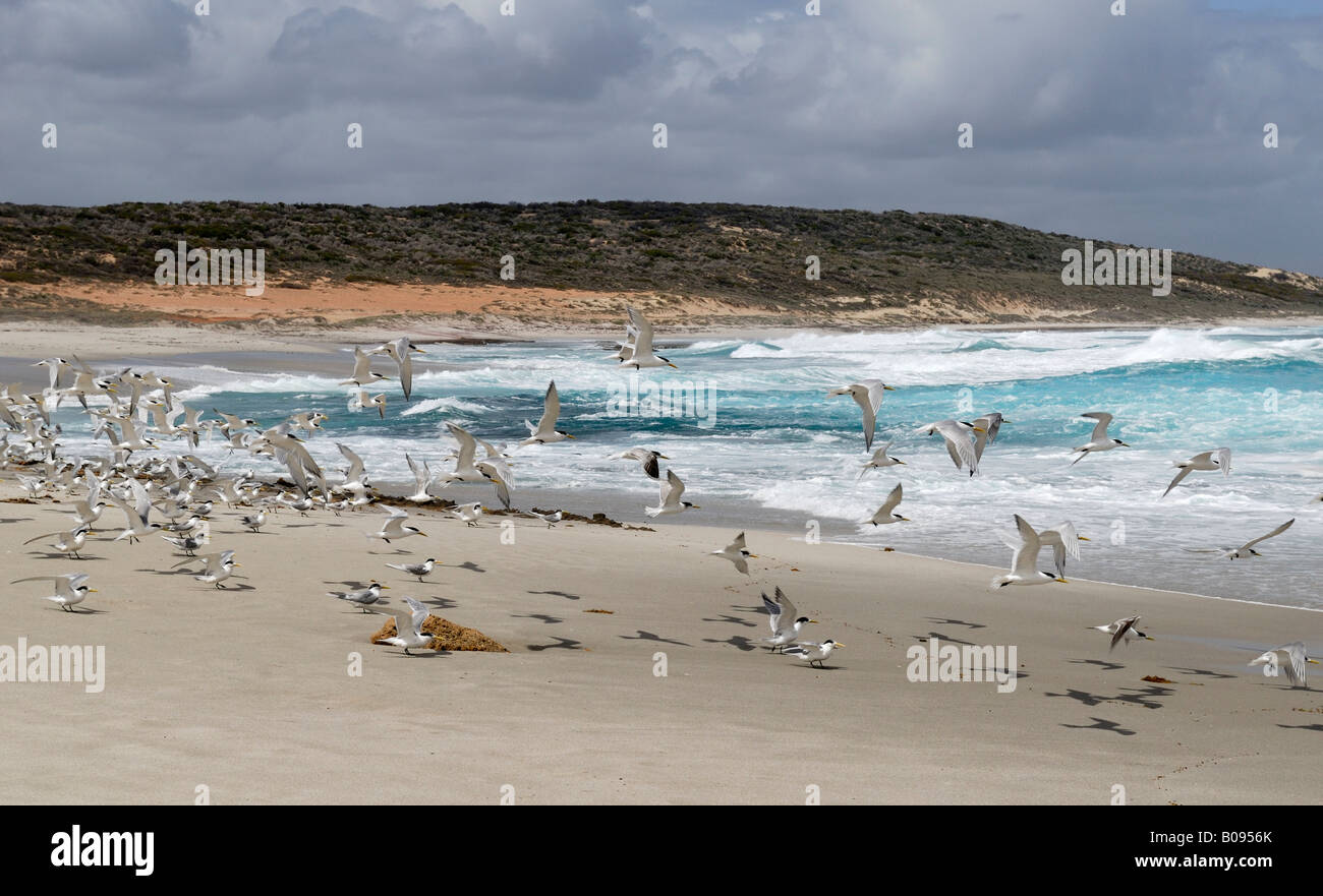 Australian birds near a beach photo hi-res stock photography and images ...