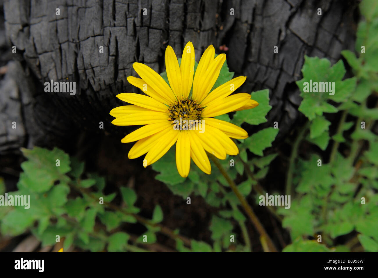 Capeweed hi-res stock photography and images - Alamy