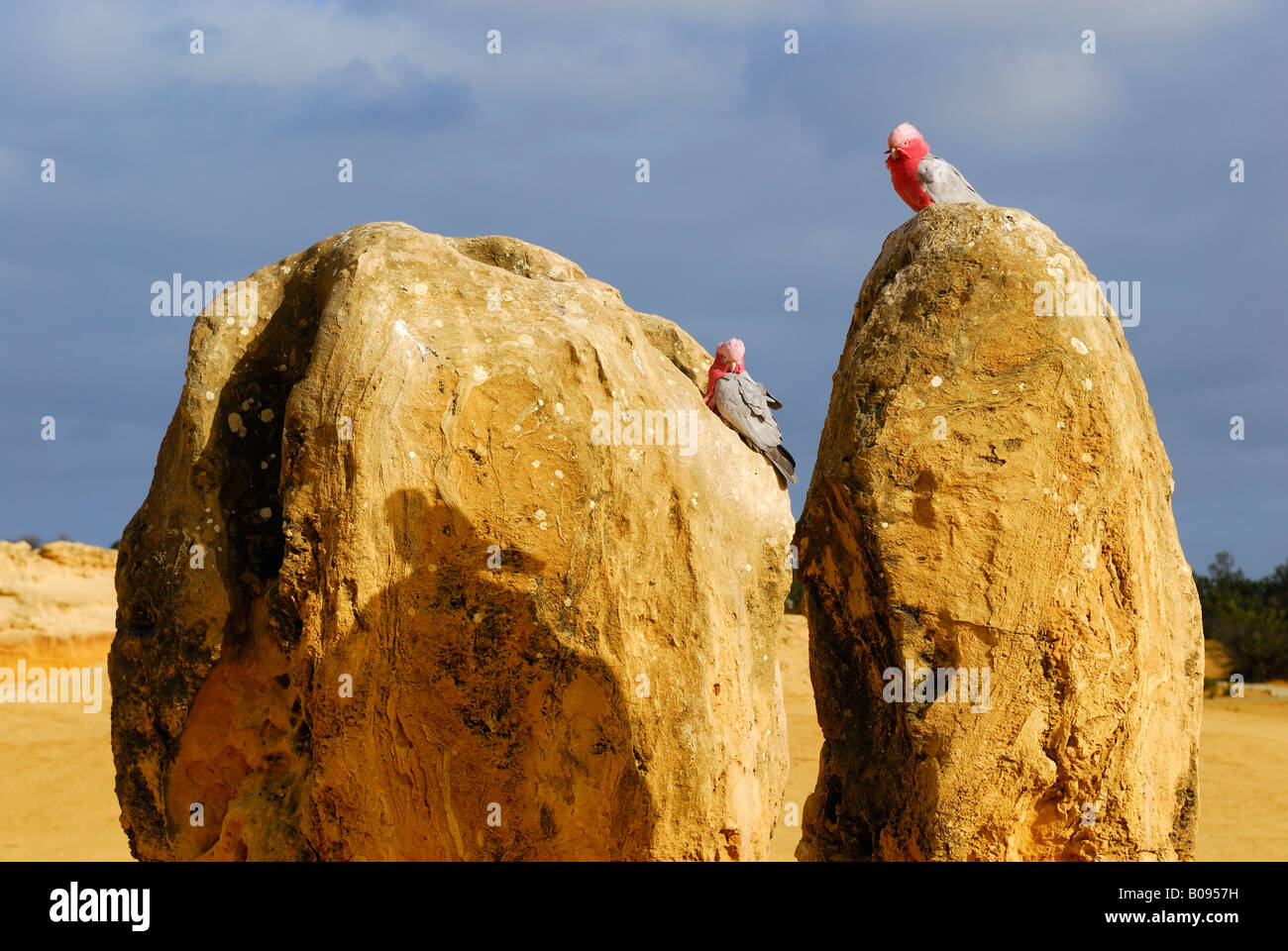 Galah or Rose-breasted Cockatoo (Cacatua roseicapilla), Pinnacles ...