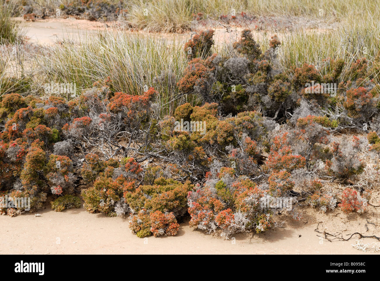 Salt pans and australia hi-res stock photography and images - Alamy