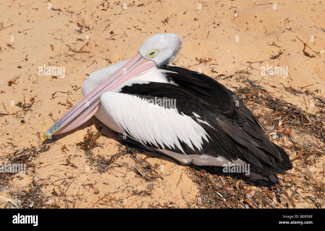 Australian Pelican (Pelecanus conspicillatus) sleeping on the beach at ...