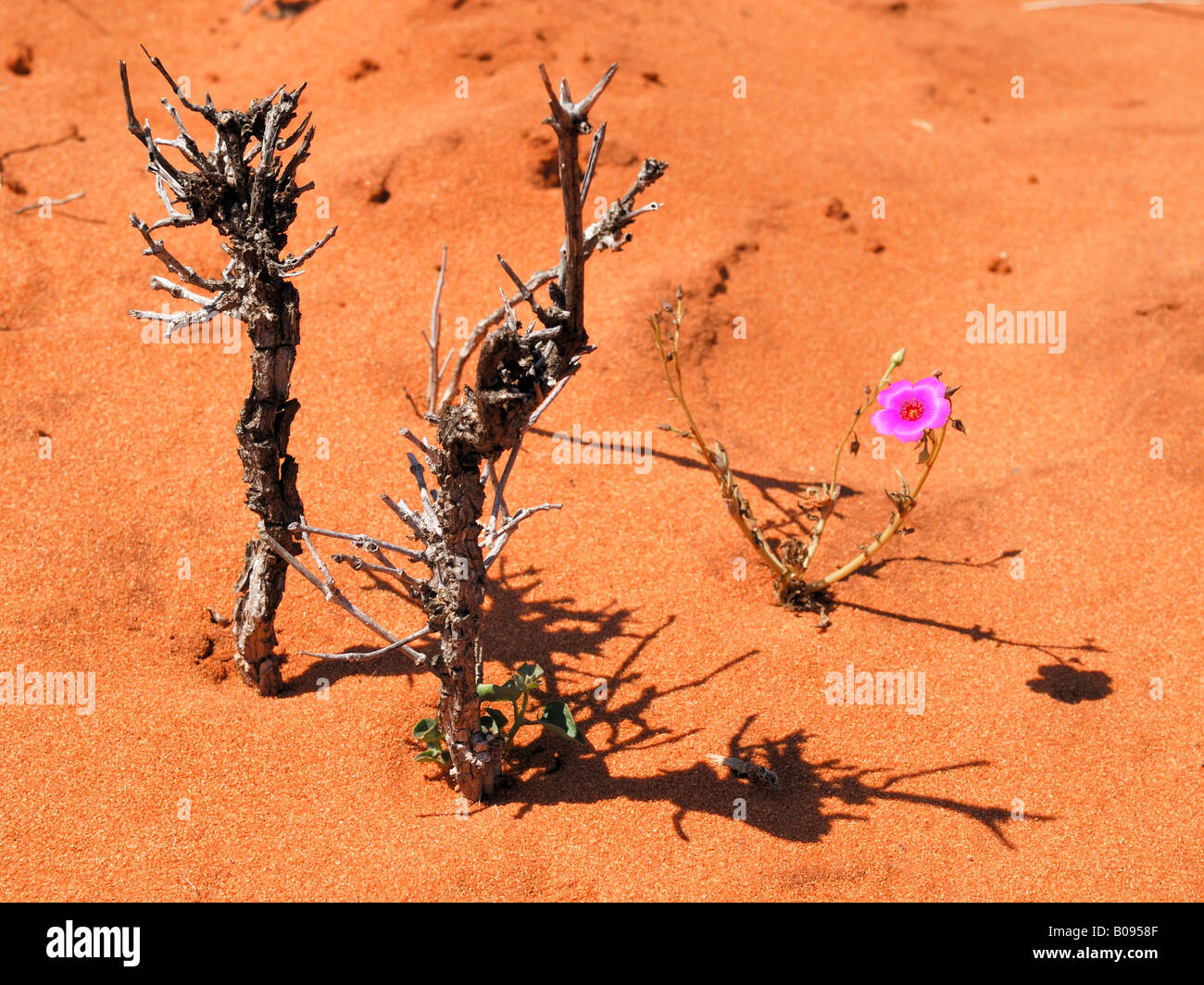 Parakeelya (Calandrinia linifolia) growing in the desert sand, Shark ...