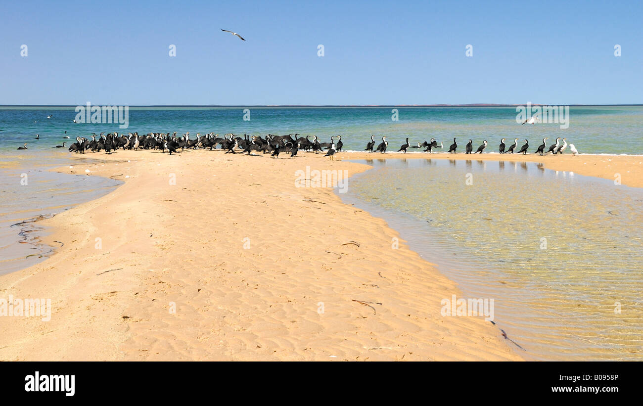 Cormorant colony (Phalacrocorax) on the beach, Monkey Mia, Shark Bay ...