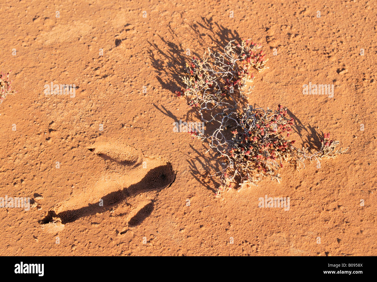Emu footprint hi-res stock photography and images - Alamy