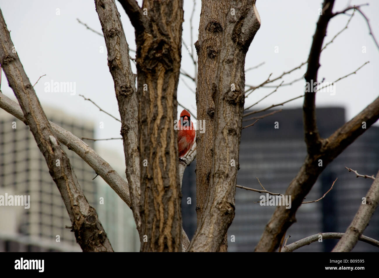 Red bird on the tree Stock Photo - Alamy