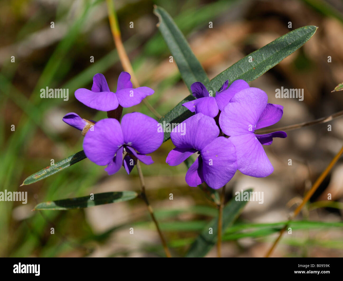 Coral tree hi-res stock photography and images - Alamy