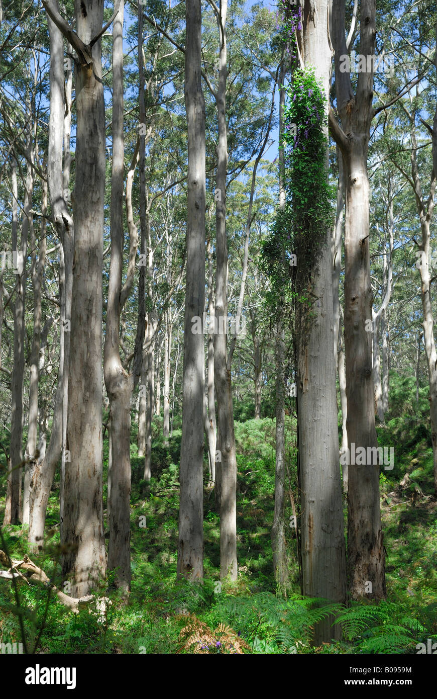 Karri High Resolution Stock Photography and Images - Alamy