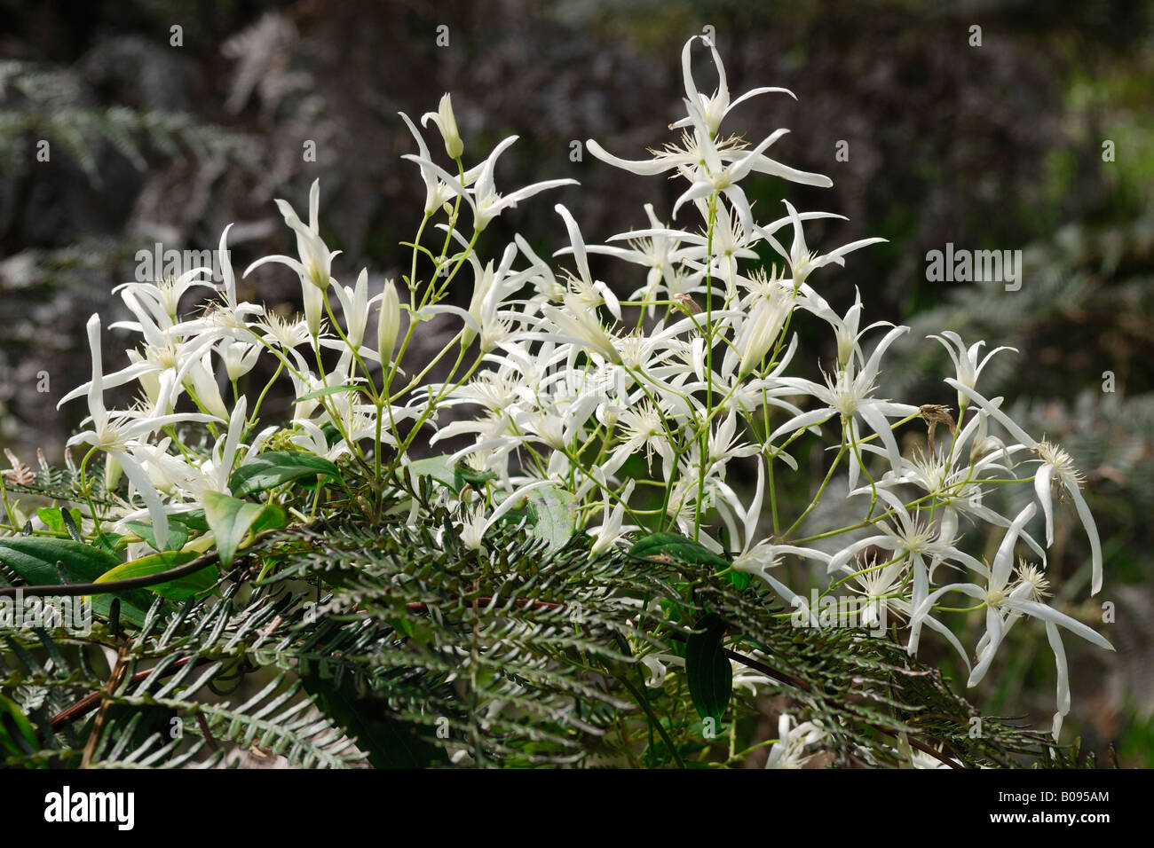 Common Clematis (Clematis pubescens) on fern fronds, Big Brook Dam near ...