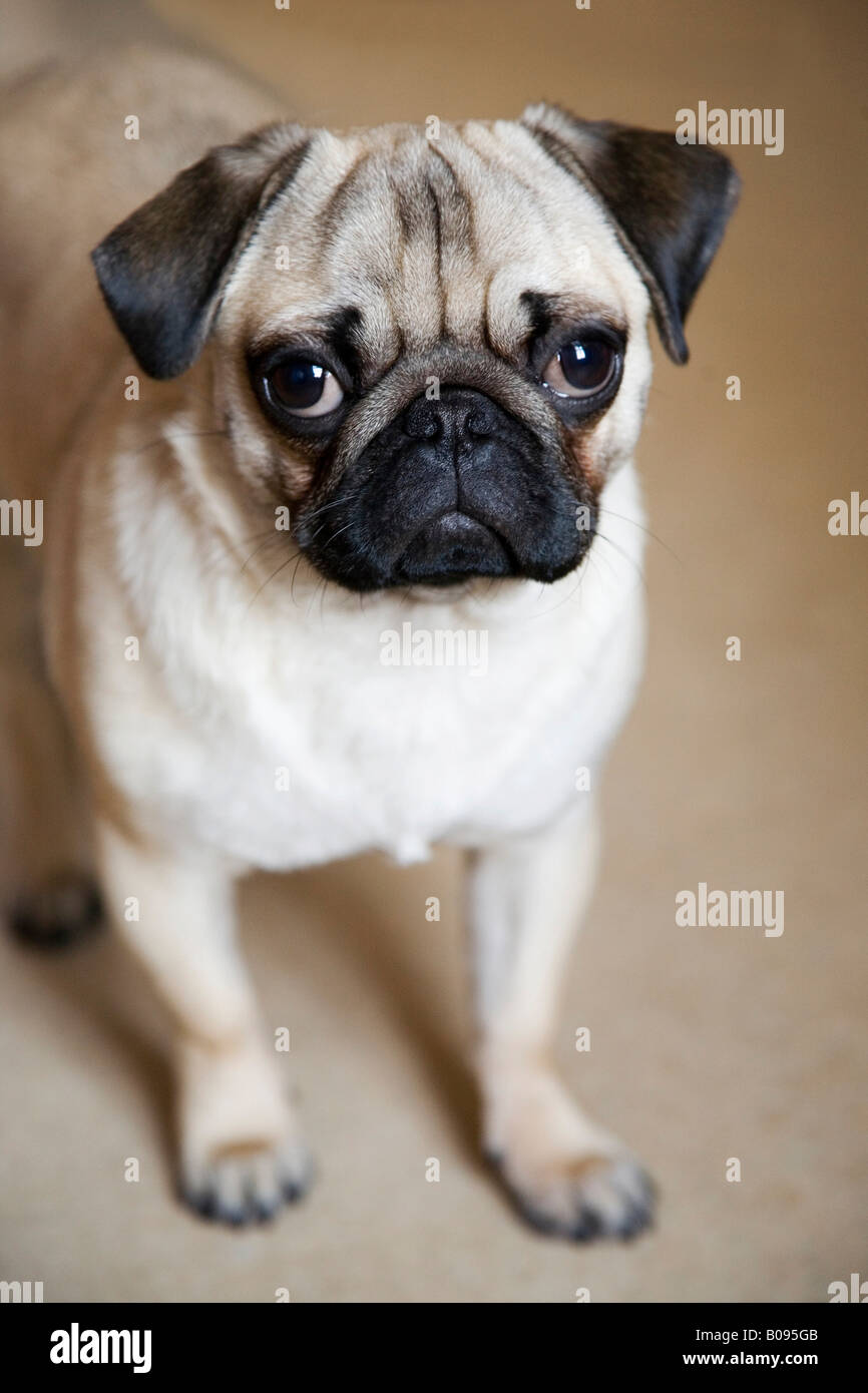 Young male pug Stock Photo - Alamy