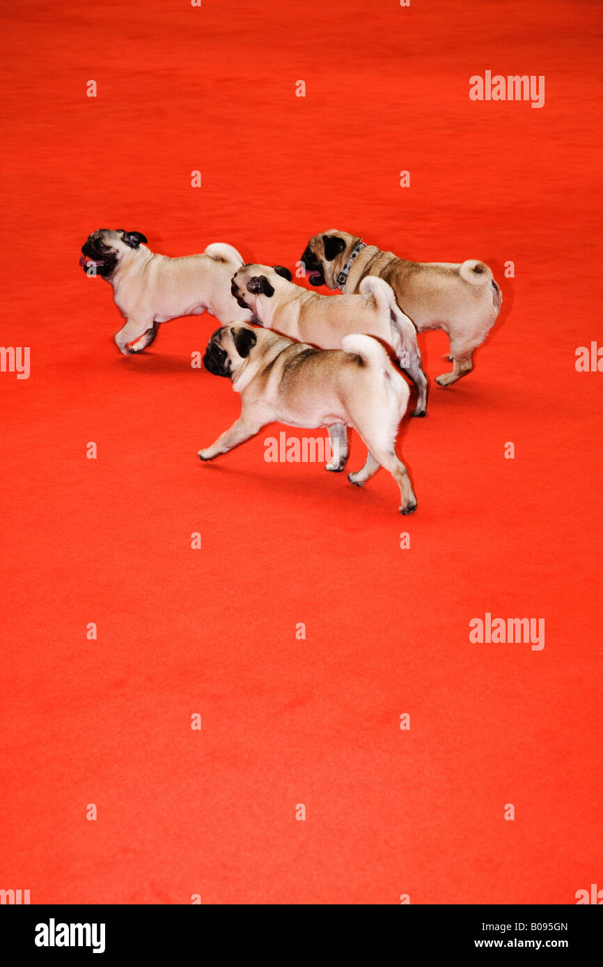 Four pugs walking red carpeting Stock Photo - Alamy