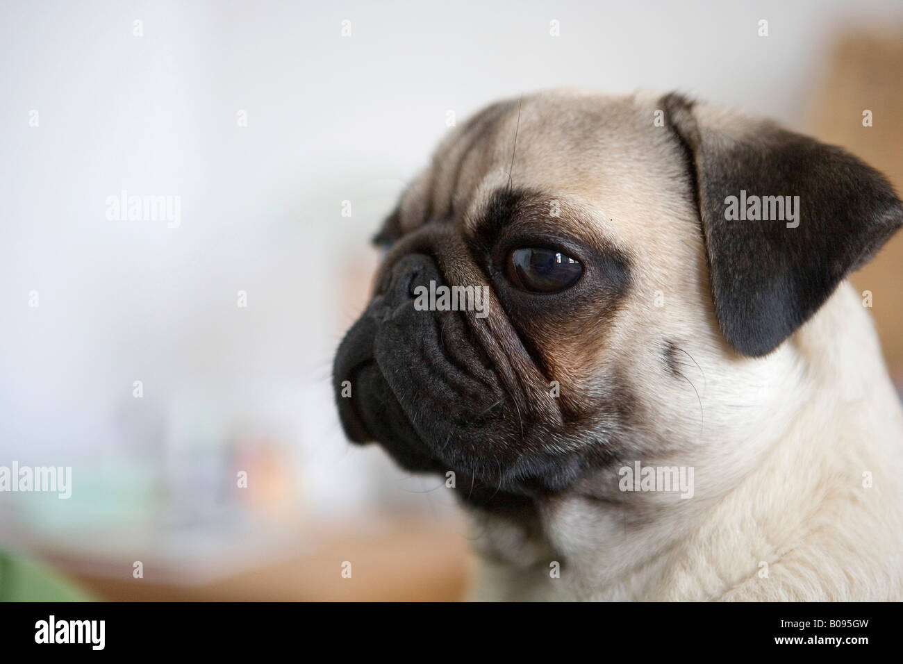 Young pug, portrait Stock Photo - Alamy