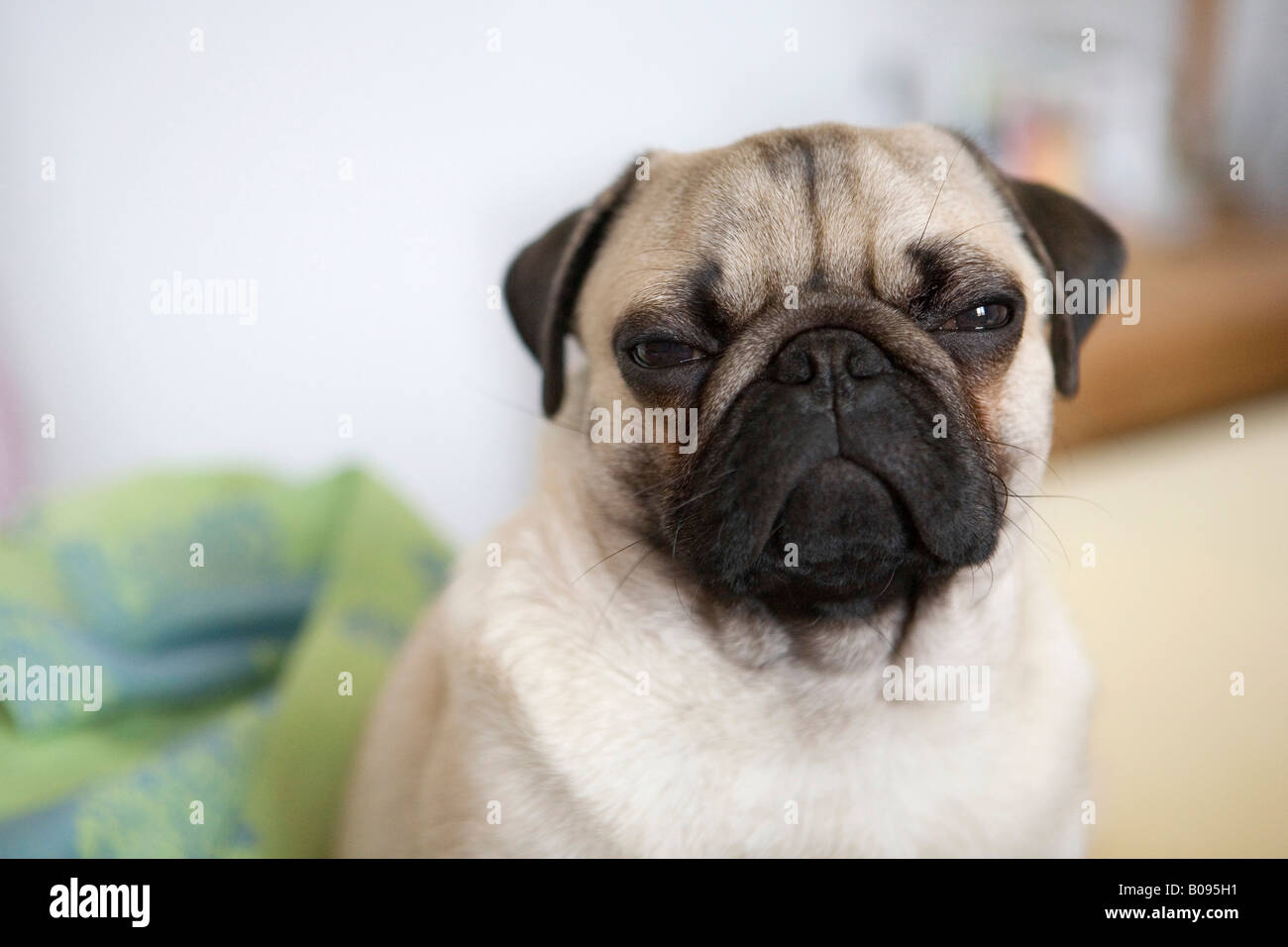 Young pug, portrait Stock Photo - Alamy
