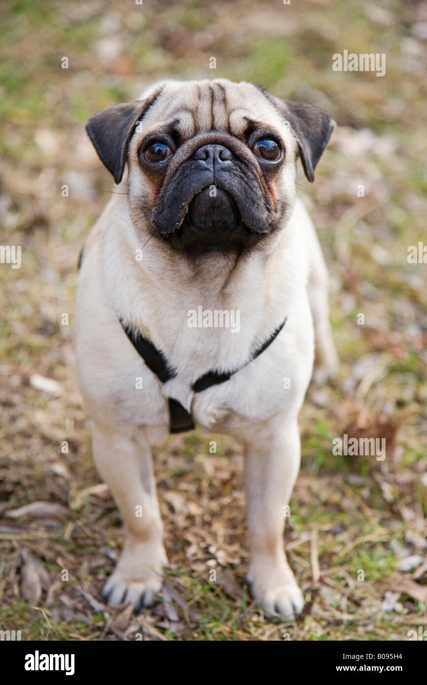 Young pug, outside Stock Photo - Alamy