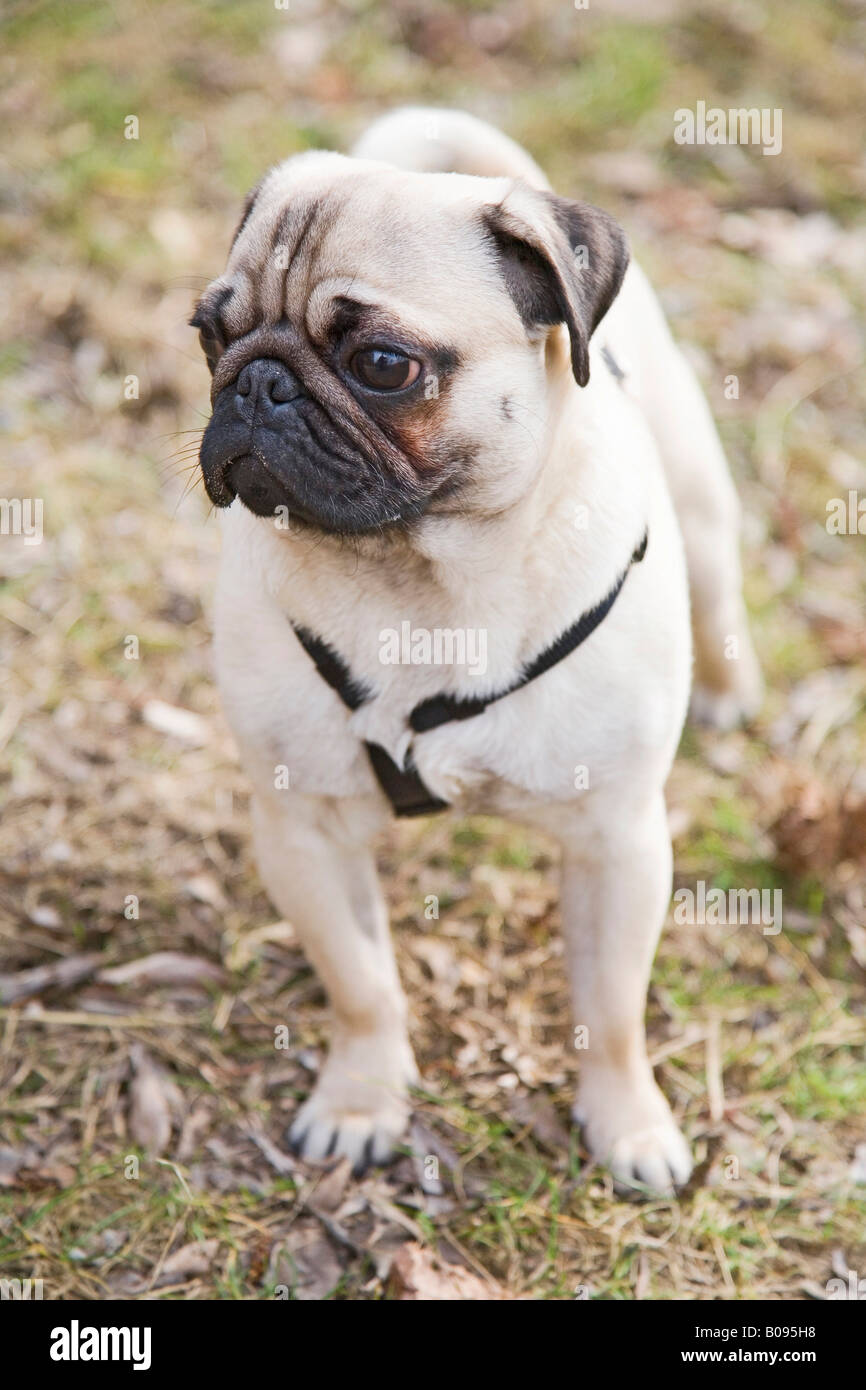 Young pug, outside Stock Photo - Alamy