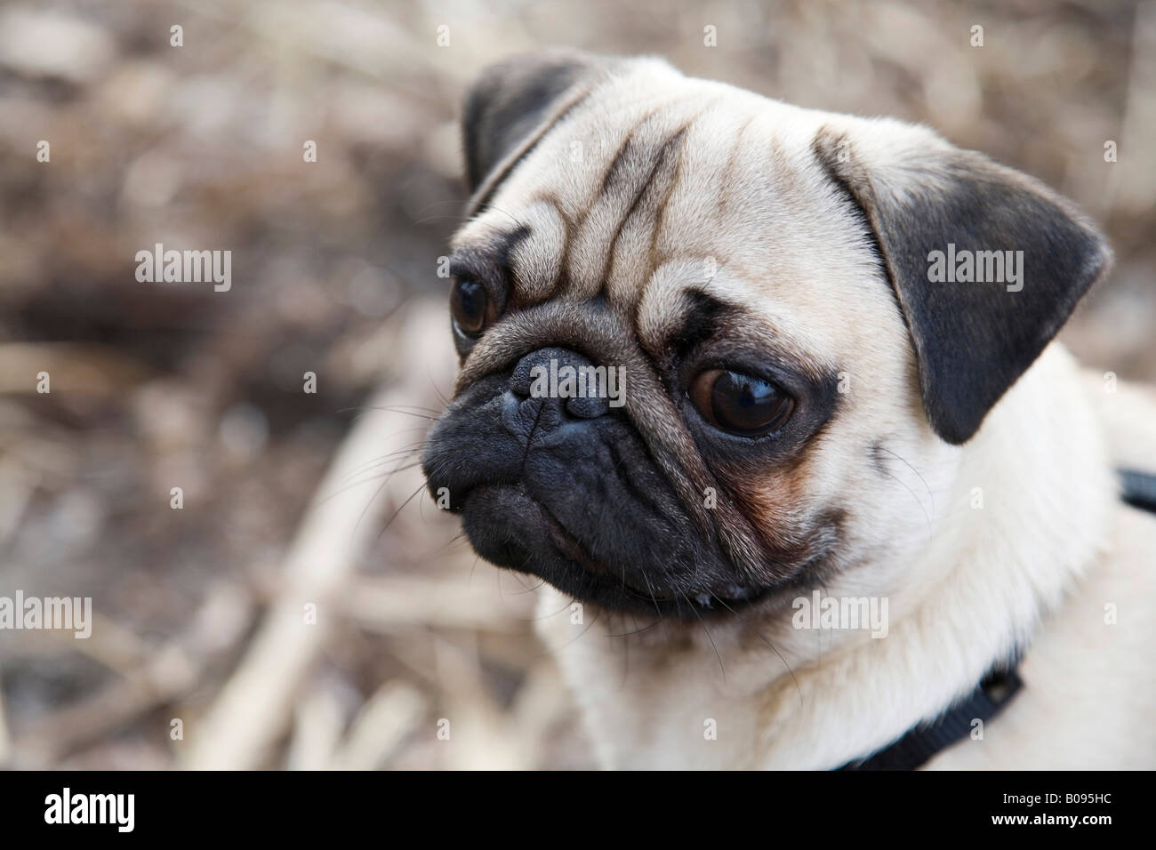 Young pug, portrait Stock Photo - Alamy
